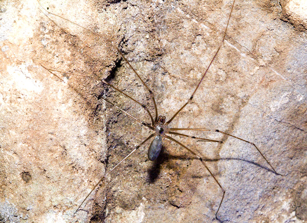 Life in the cave - Spiders