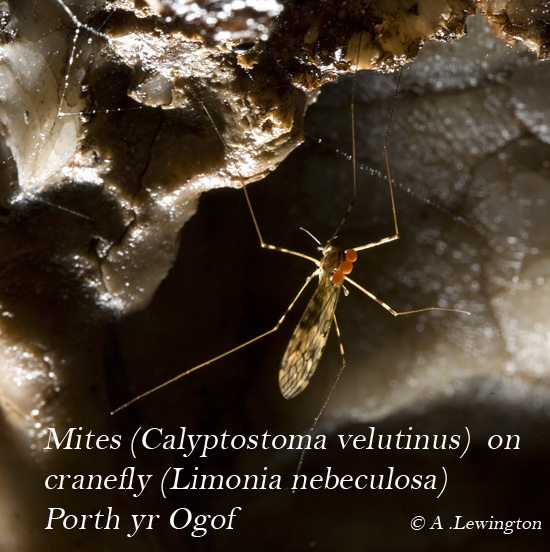 Life in the cave - Spiders