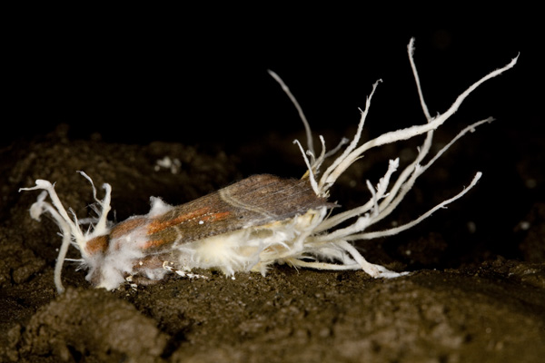 Life in the cave - Fungi
