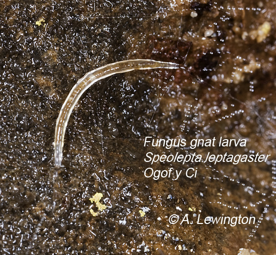 Life in the cave - Millipedes & Insects